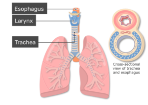 Unit 1 Introduction to Anatomy and Physiology Complete Guide